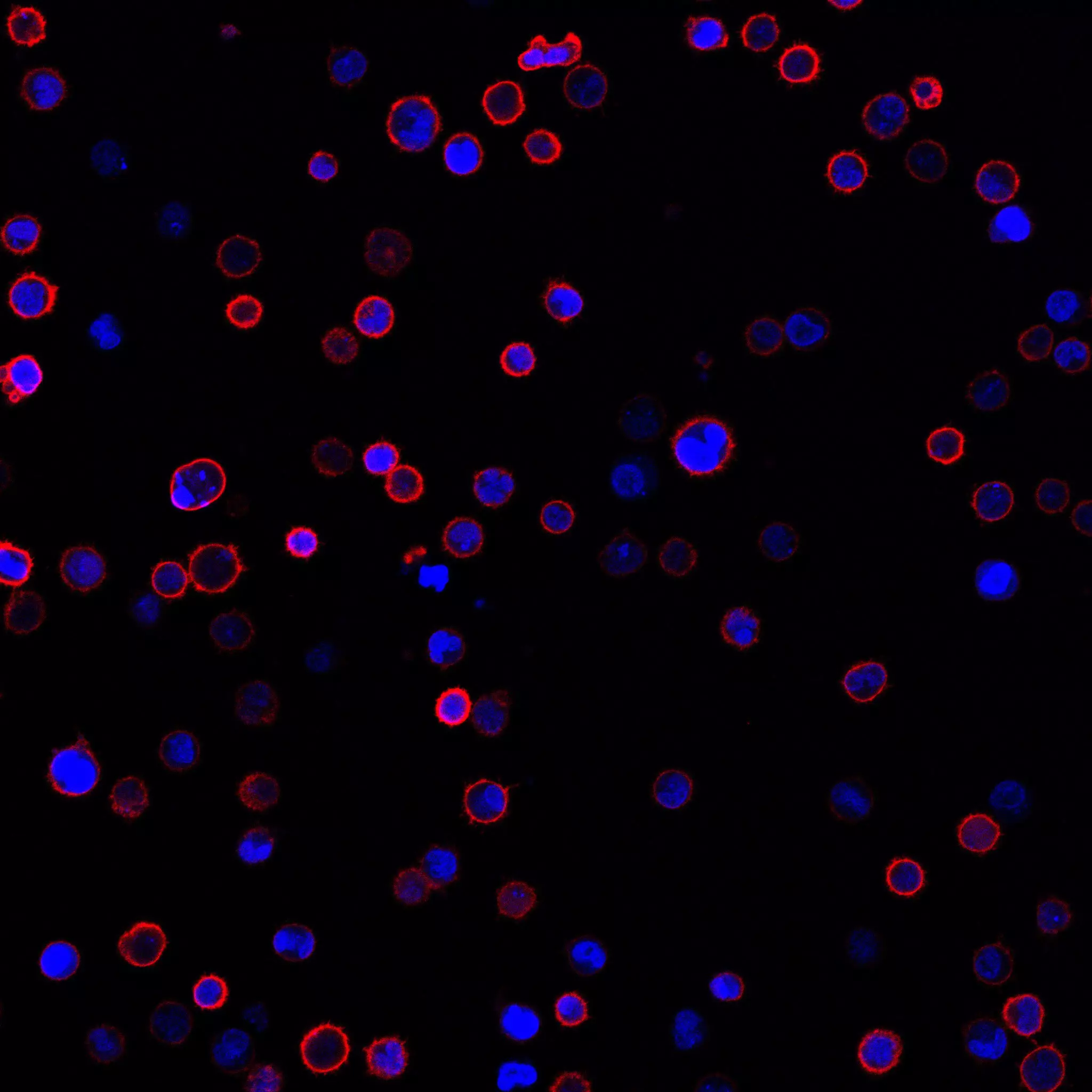 CD10 Antibody, anti-human, REAfinity™ | Miltenyi Biotec | USA