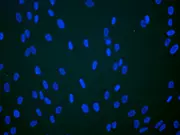 StemMACS™ Nuclear eGFP mRNA | Miltenyi Biotec | USA