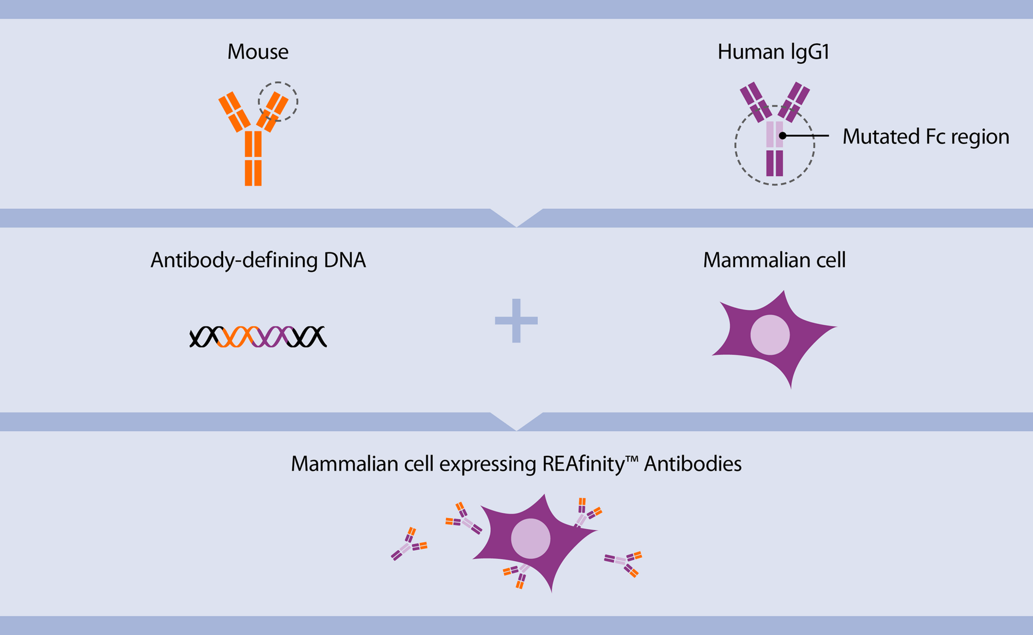 Antibody structure and their use in flow cytometry | Miltenyi Biotec | USA
