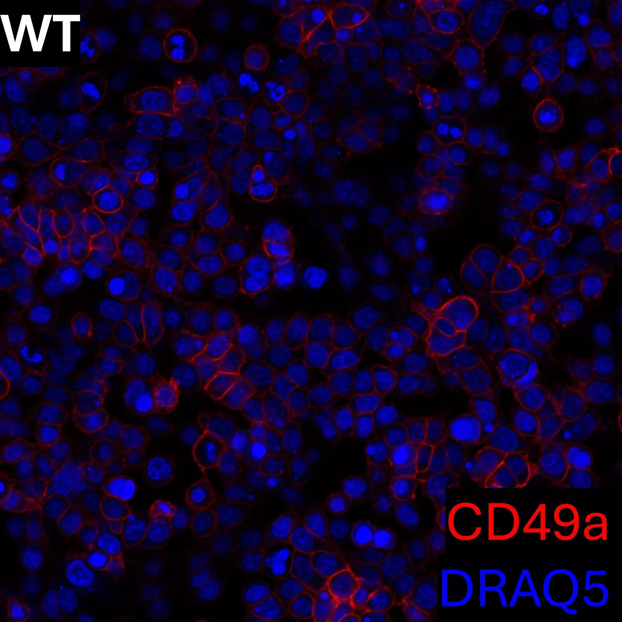 CD49a Antibody, anti-human, REAfinity™ | Miltenyi Biotec | France