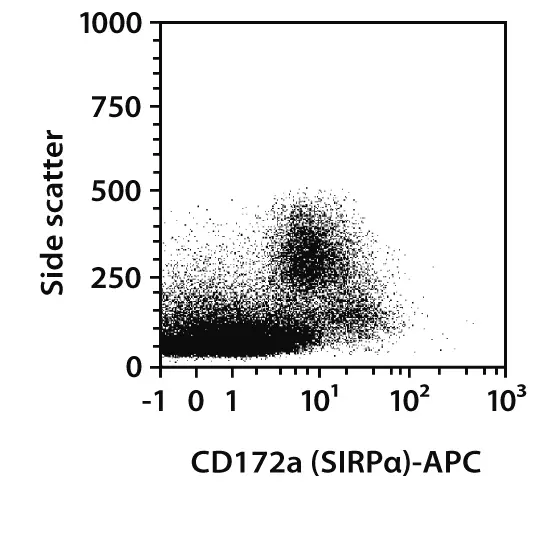 CD172a (SIRPα) Antibody, anti-rat, REAfinity™ | Recombinant antibodies ...