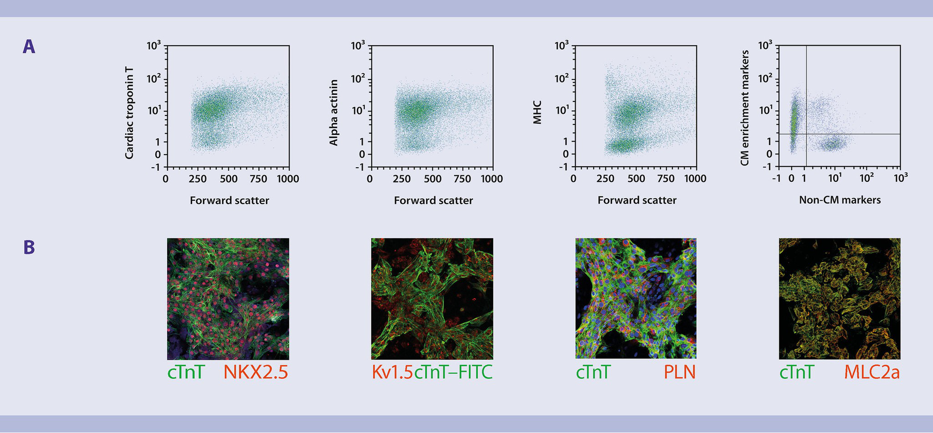 Pluripotent stem cell (PSC) differentiation | Cardiomyocytes | Miltenyi ...
