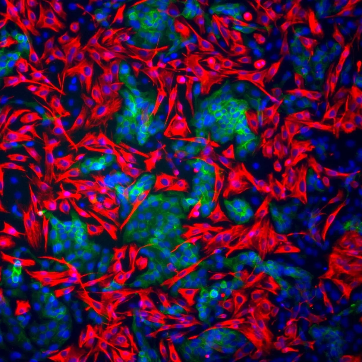 Mouse Cell Depletion Kit | Miltenyi Biotec | USA