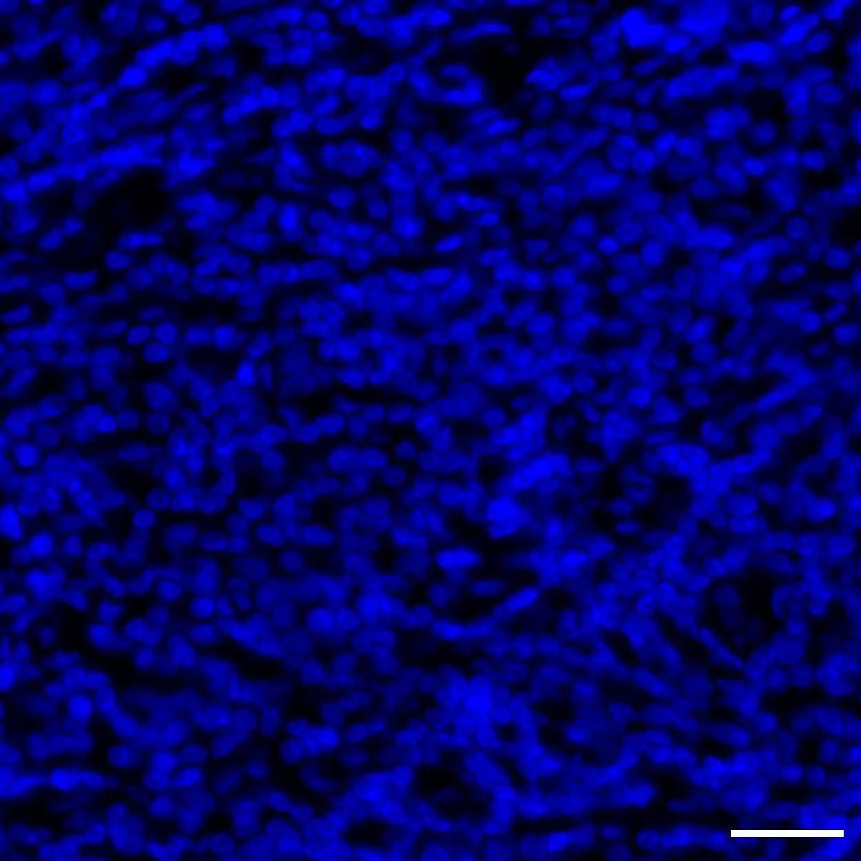 CD34 Antibody, anti-human, REAdye_lease™ | Miltenyi Biotec | USA