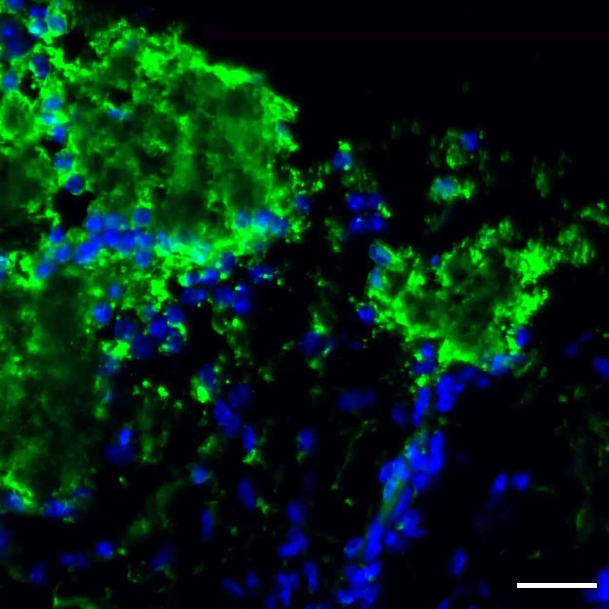 PLP Antibody, anti-human/mouse/rat, REAfinity™ | Miltenyi Biotec | USA