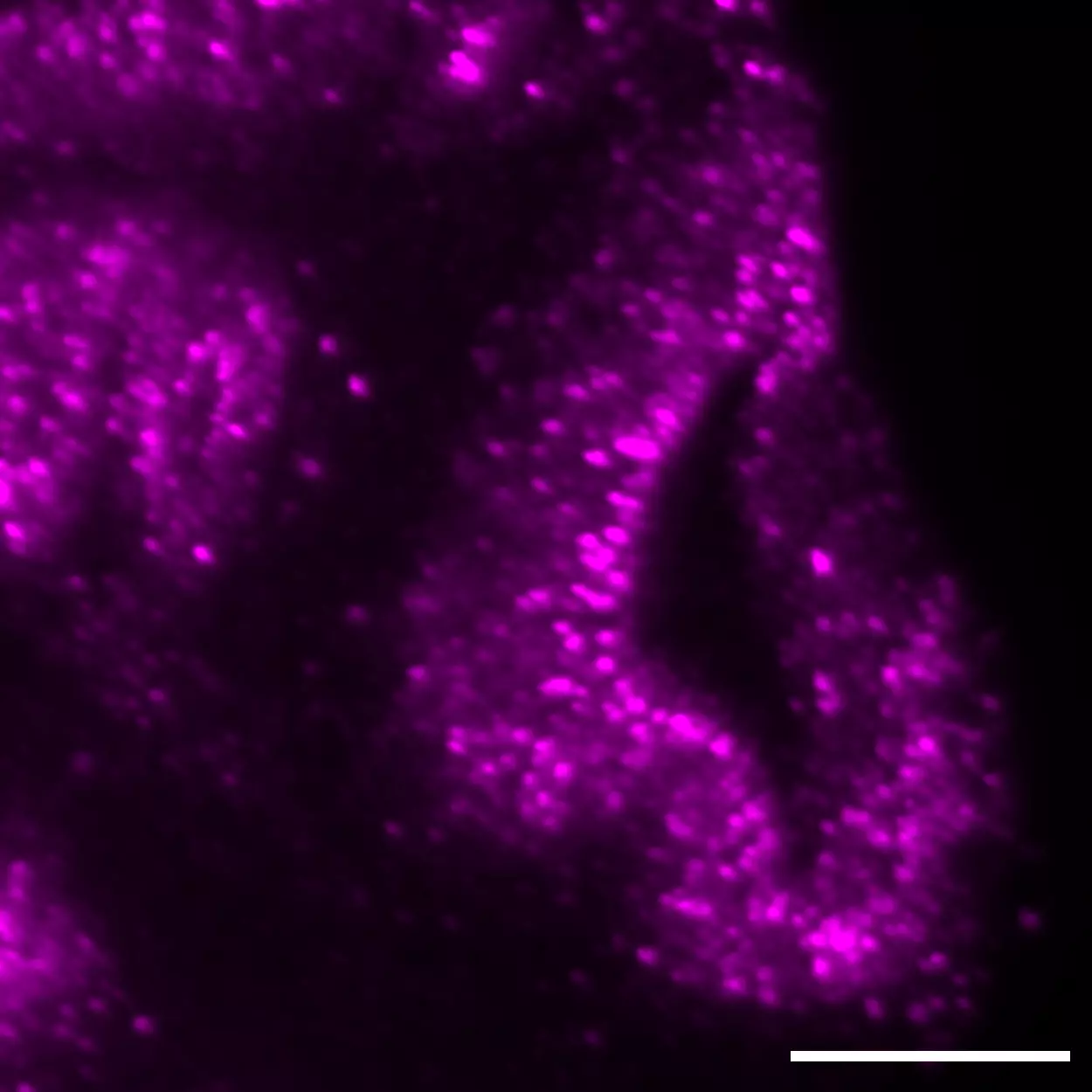 Ki-67 Antibody, anti-human/mouse, REAfinity™ | Miltenyi Biotec | USA