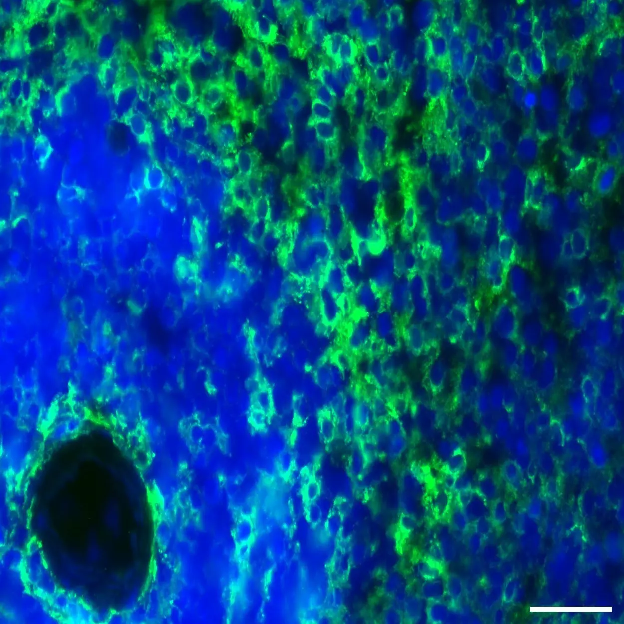 CD90 Antibody, anti-human, REAfinity™ | Miltenyi Biotec | USA