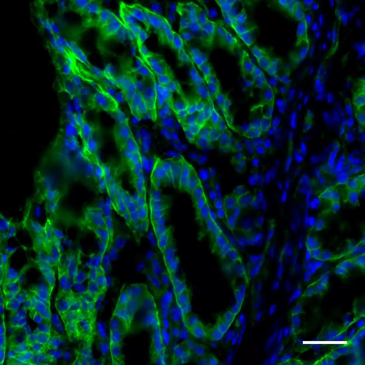 CD49f Antibody, anti-mouse, REAdye_lease™ | Miltenyi Biotec | USA