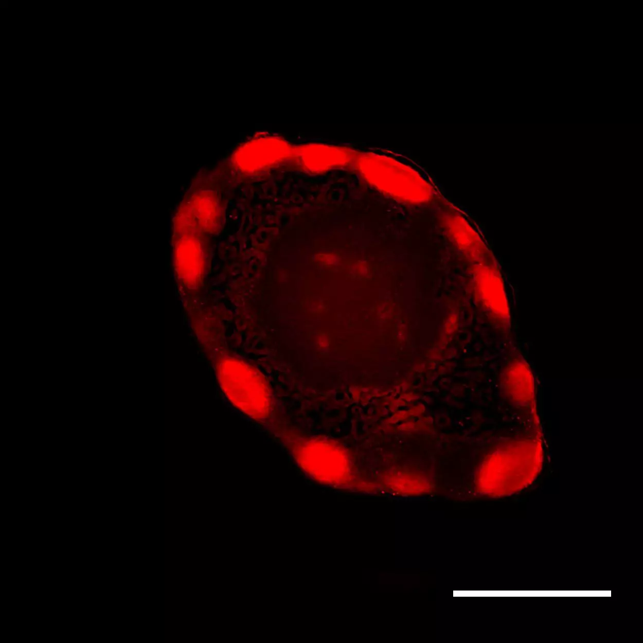 CD19 Antibody, anti-mouse, REAfinity™ | Miltenyi Biotec | USA