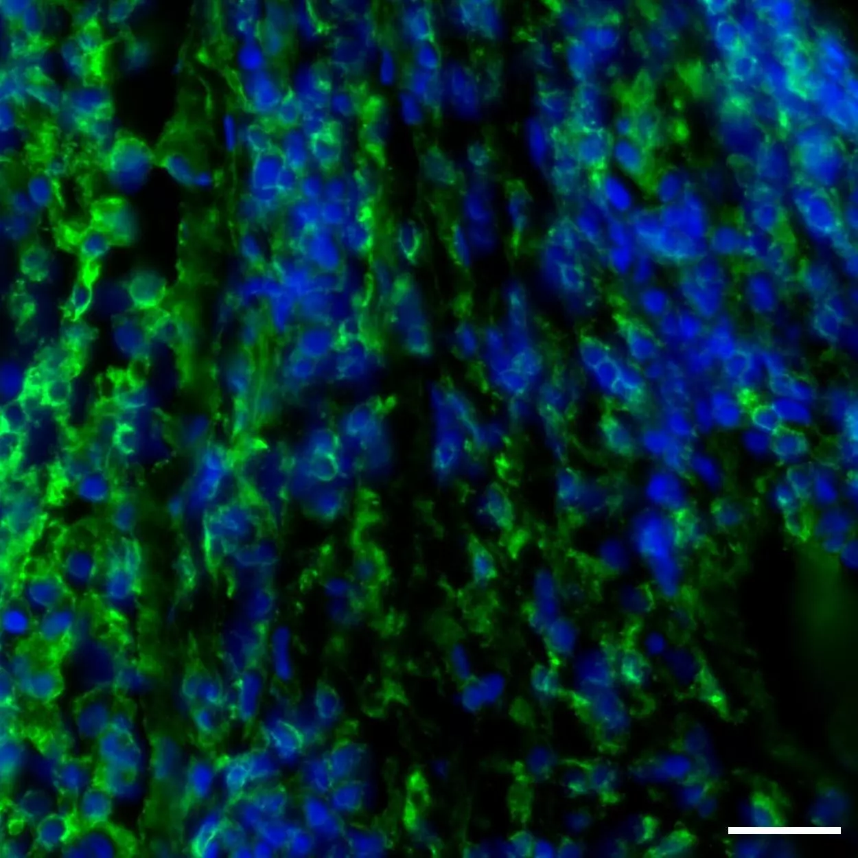 HLA-ABC Antibody, anti-human, REAdye_lease™ | Miltenyi Biotec | USA
