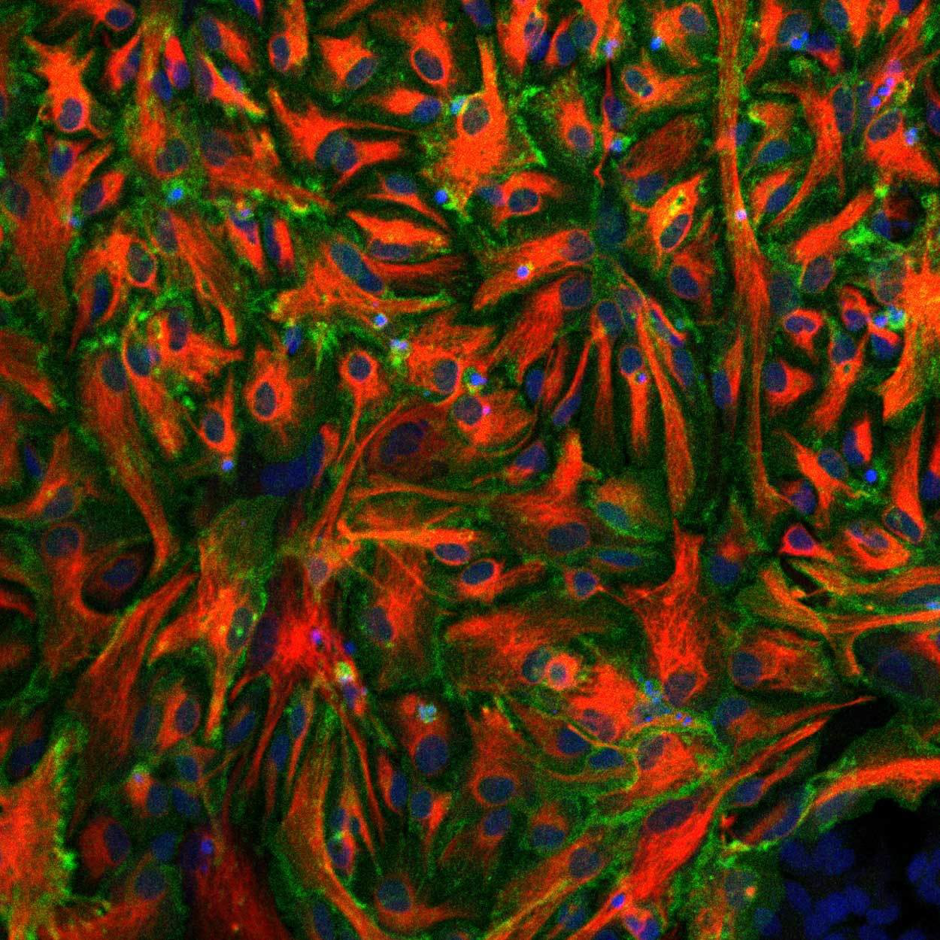 Neural cells (mouse) | Miltenyi Biotec | Australia