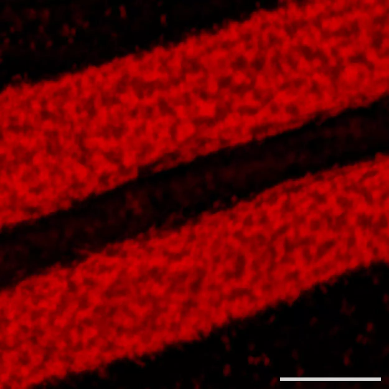 NeuN Antibody, anti-human/mouse/rat, REAfinity™ | Miltenyi Biotec | USA