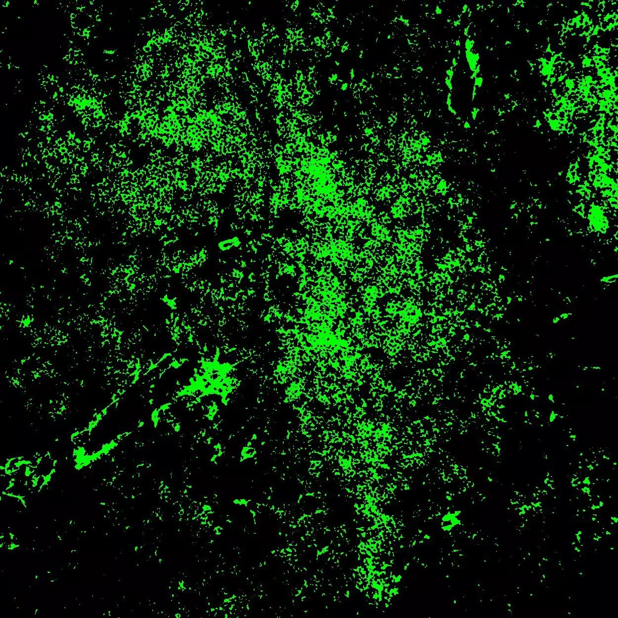 CD55 (DAF) Antibody, anti-human | Miltenyi Biotec | Deutschland
