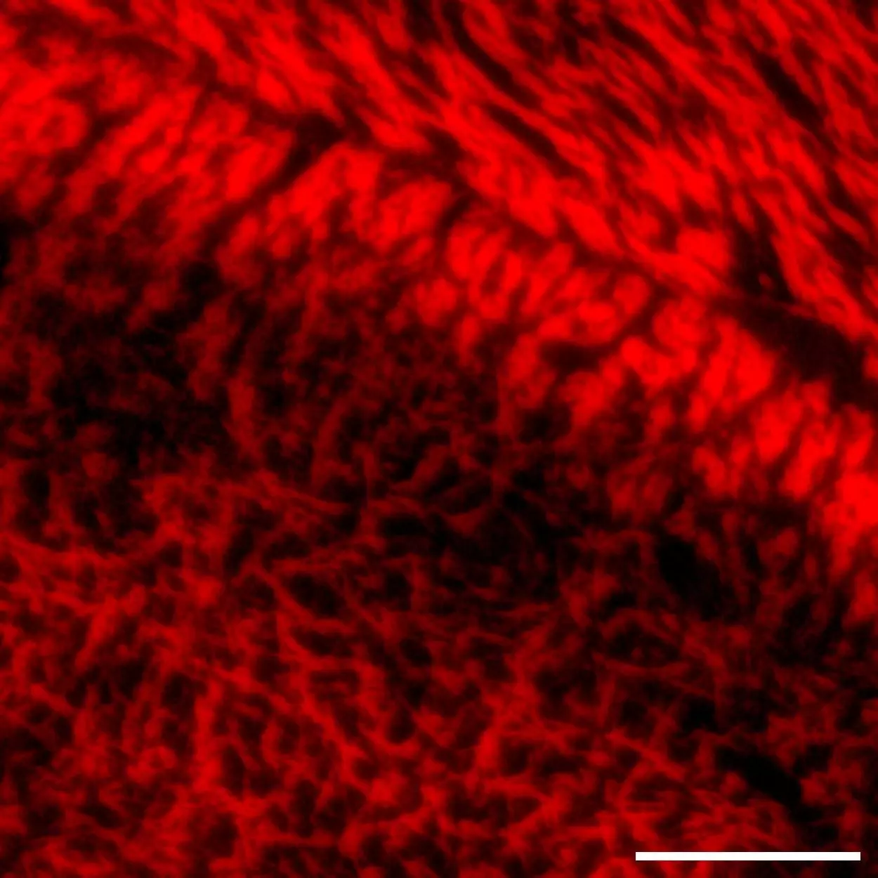 MBP Antibody, anti-human/mouse, REAfinity™ | Miltenyi Biotec | USA