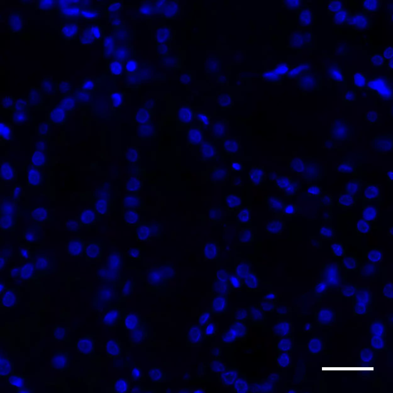 CD10 Antibody, anti-human, REAdye_lease™ | Miltenyi Biotec | USA