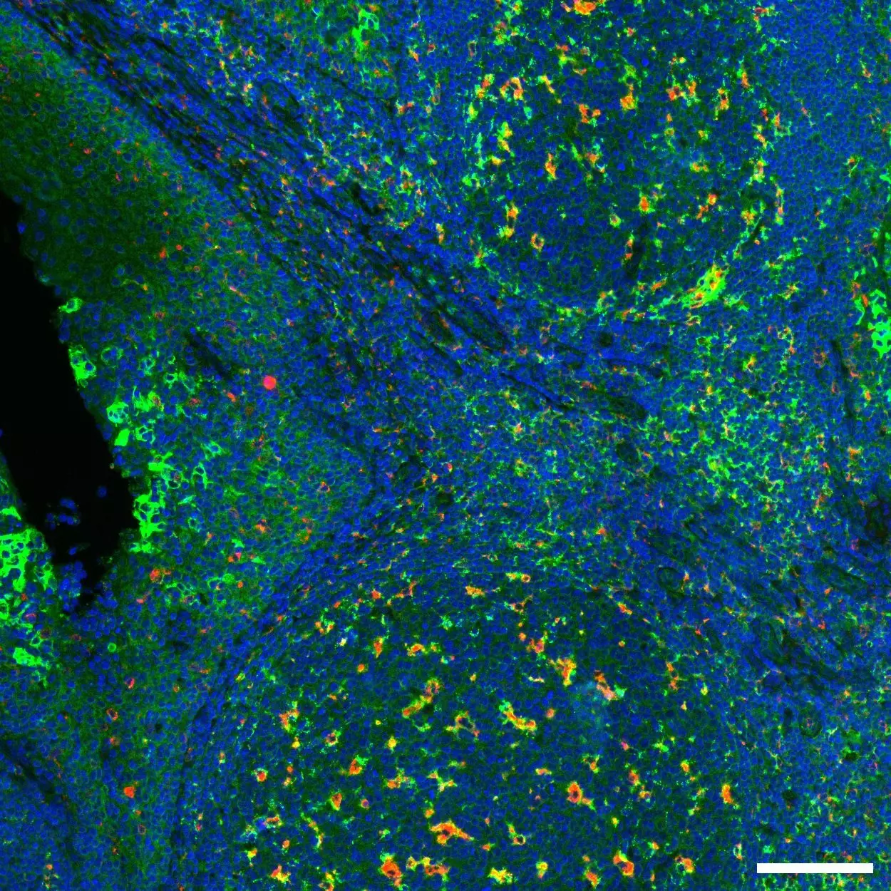 CD274 (PD-L1) Antibody, anti-human, REAfinity™ | Miltenyi Biotec ...