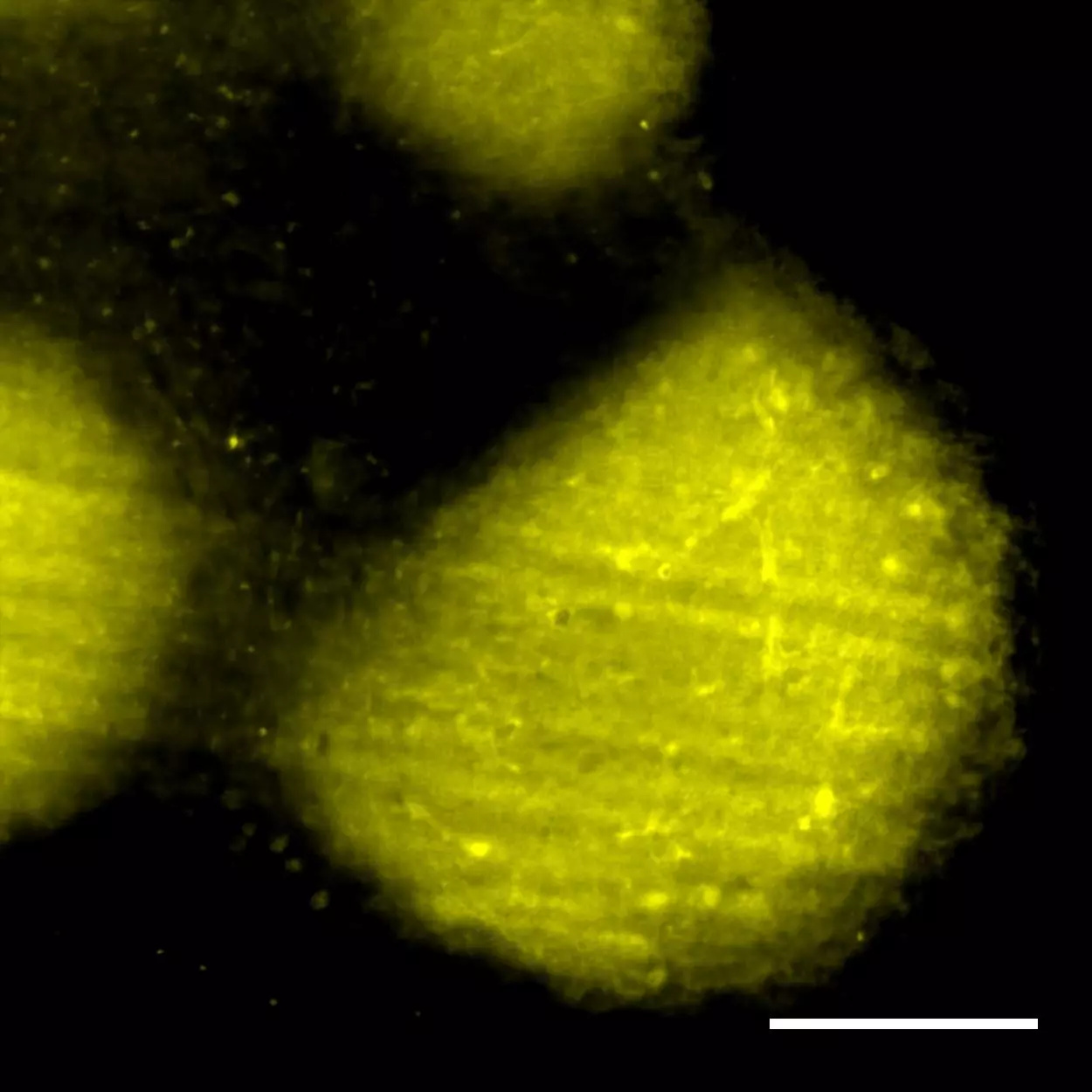 CD19 Antibody, anti-mouse, REAfinity™ | Miltenyi Biotec | USA