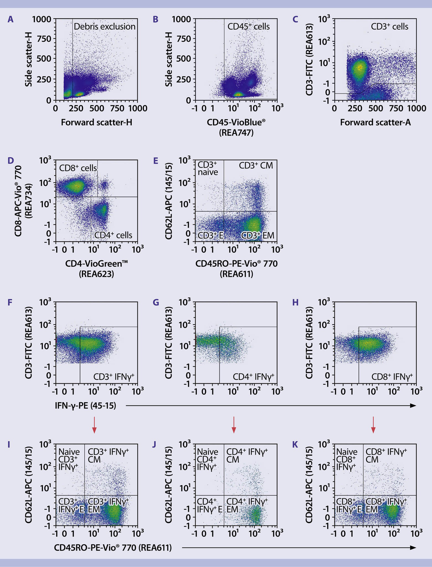 Immunophenotyping | Virus-specific T cells | Protocol | Miltenyi Biotec ...