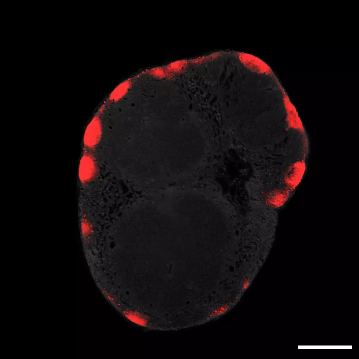 CD45R (B220) Antibody, anti-mouse, REAfinity™ | Miltenyi Biotec | USA