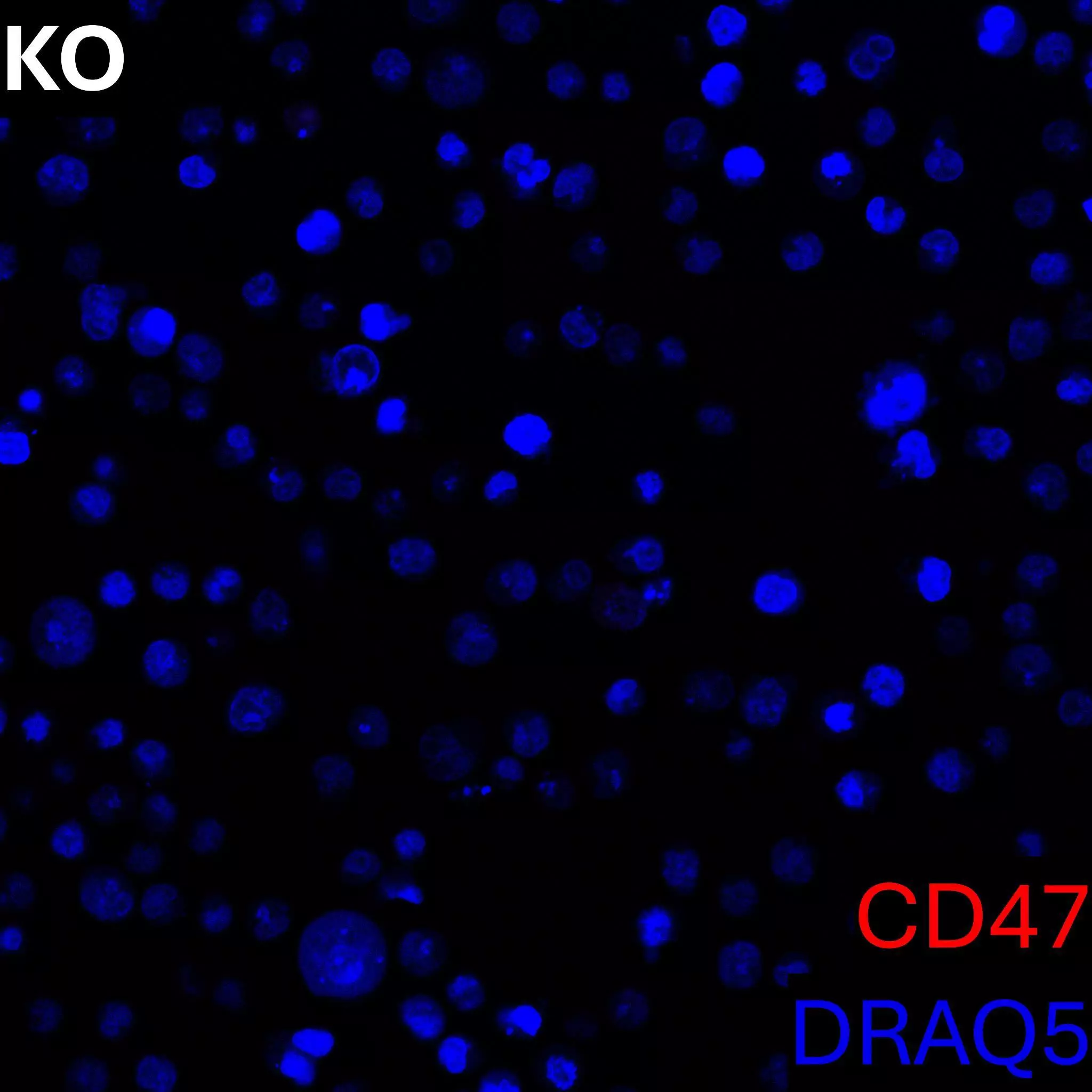 CD47 Antibody, anti-human, REAlease® | Miltenyi Biotec | USA