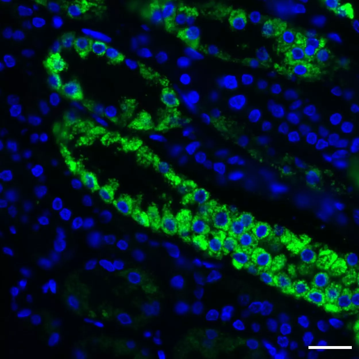 Bcl-XL Antibody, anti-human, REAdye_lease™ | Miltenyi Biotec | USA