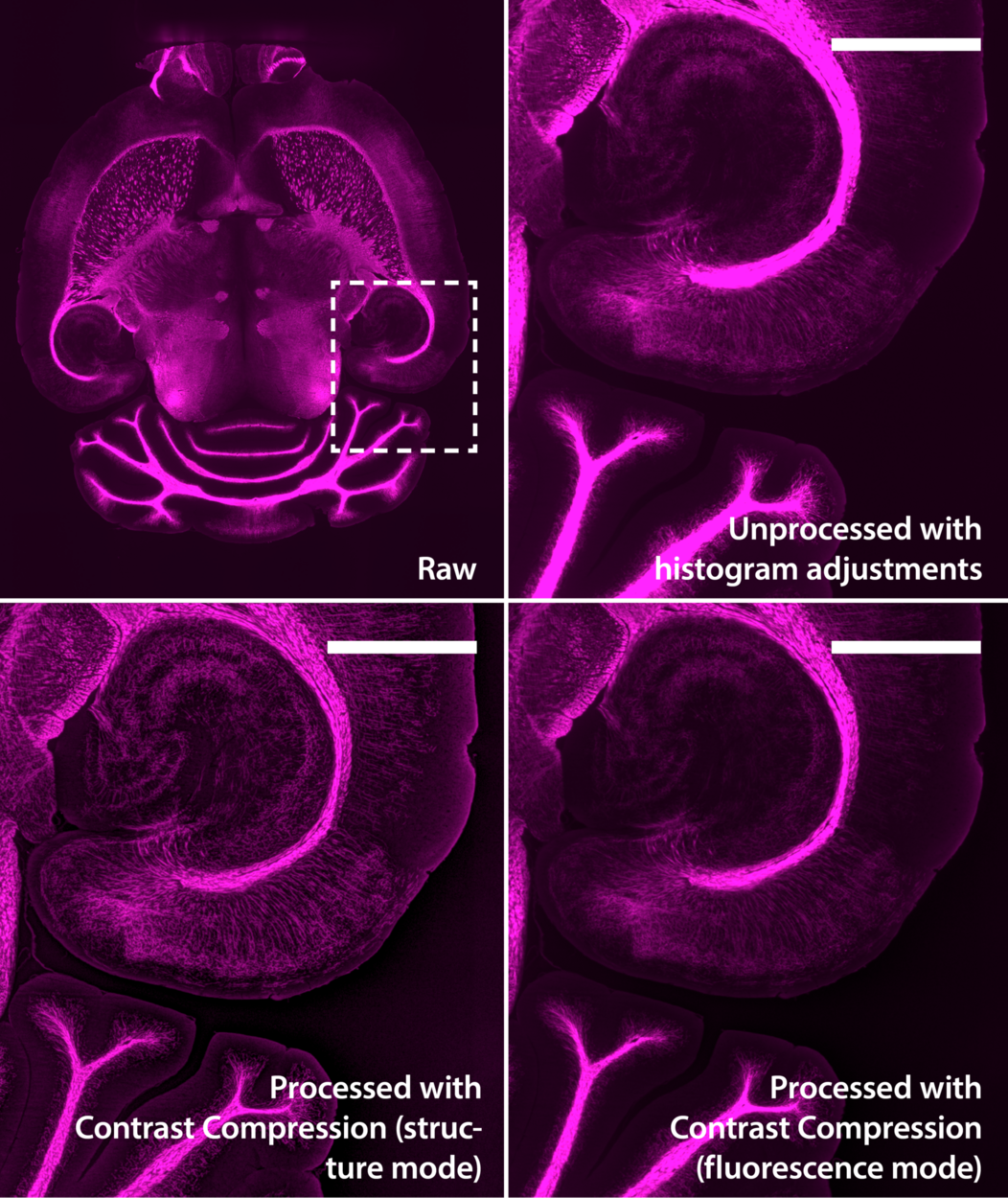 MACS® iQ View - 3D Large Volume Software | Miltenyi Biotec | Deutschland