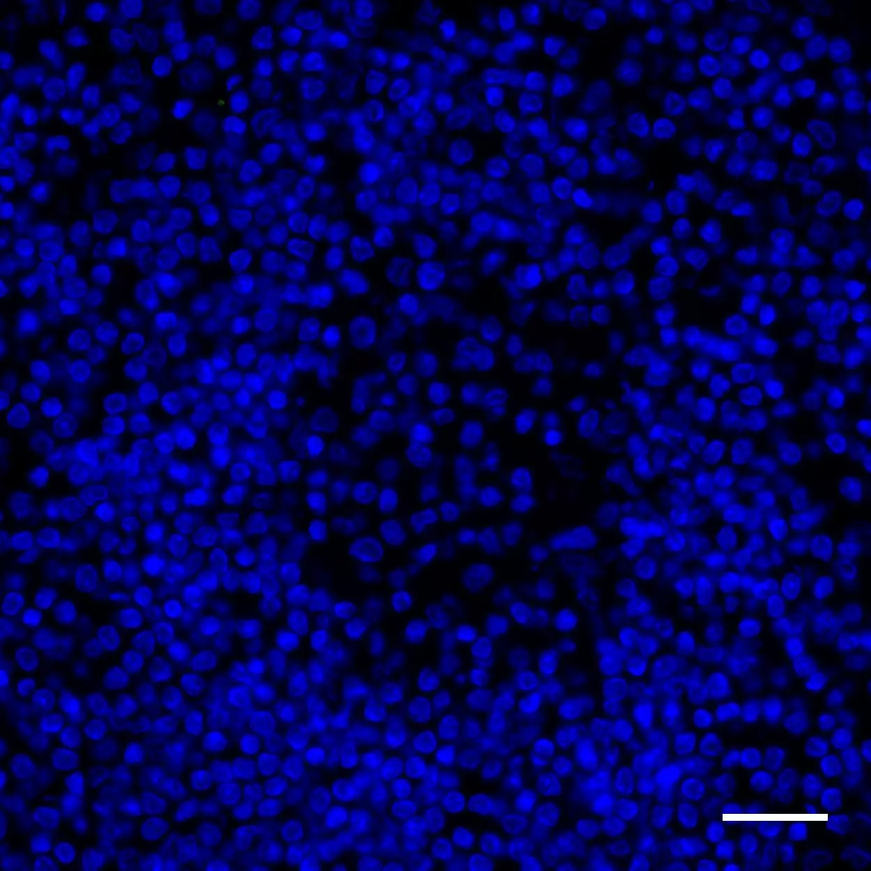 CD79a Antibody, anti-human, REAdye_lease™ | Miltenyi Biotec | Great Britain