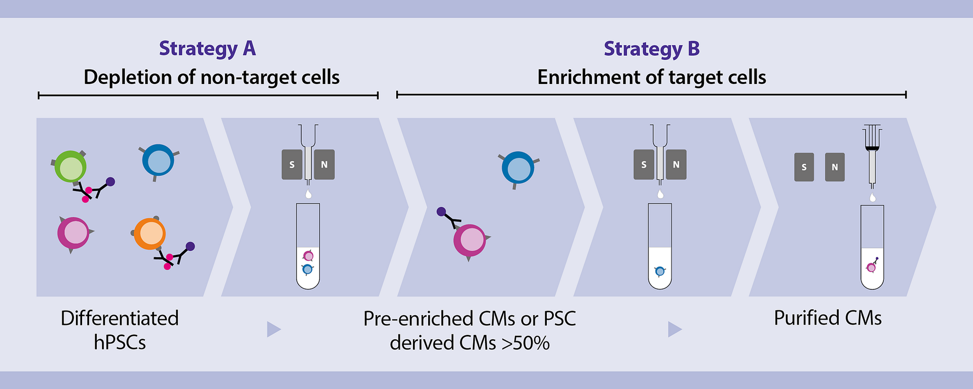 Pluripotent stem cell (PSC) differentiation | Cardiomyocytes | Miltenyi ...