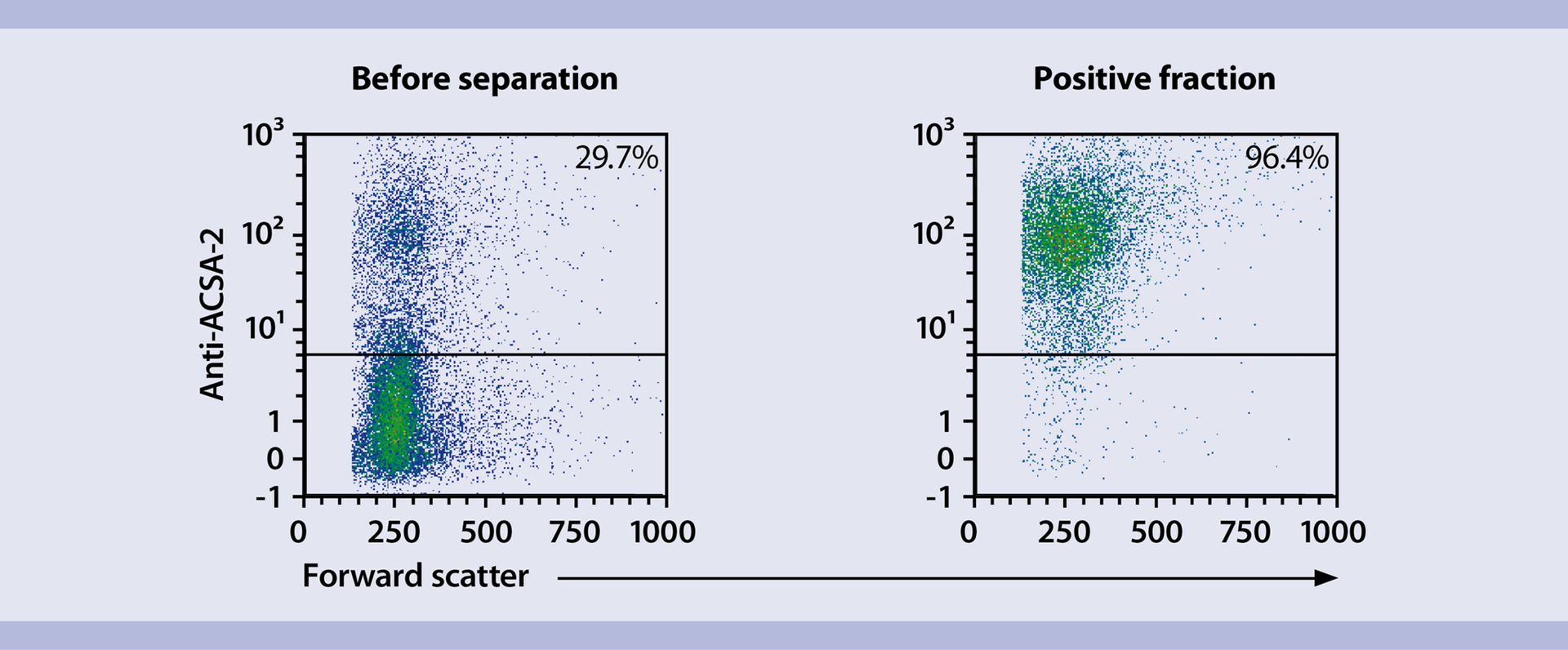 Astrocytes | Astrocyte Culture Isolation Characterization ...