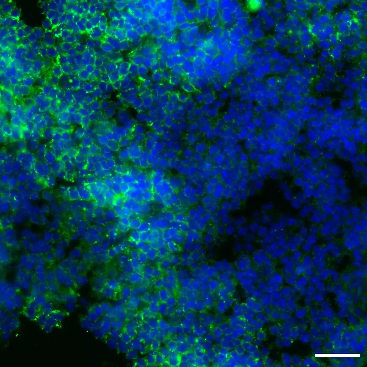 IgD Antibody, anti-mouse, REAdye_lease™ | Miltenyi Biotec | USA