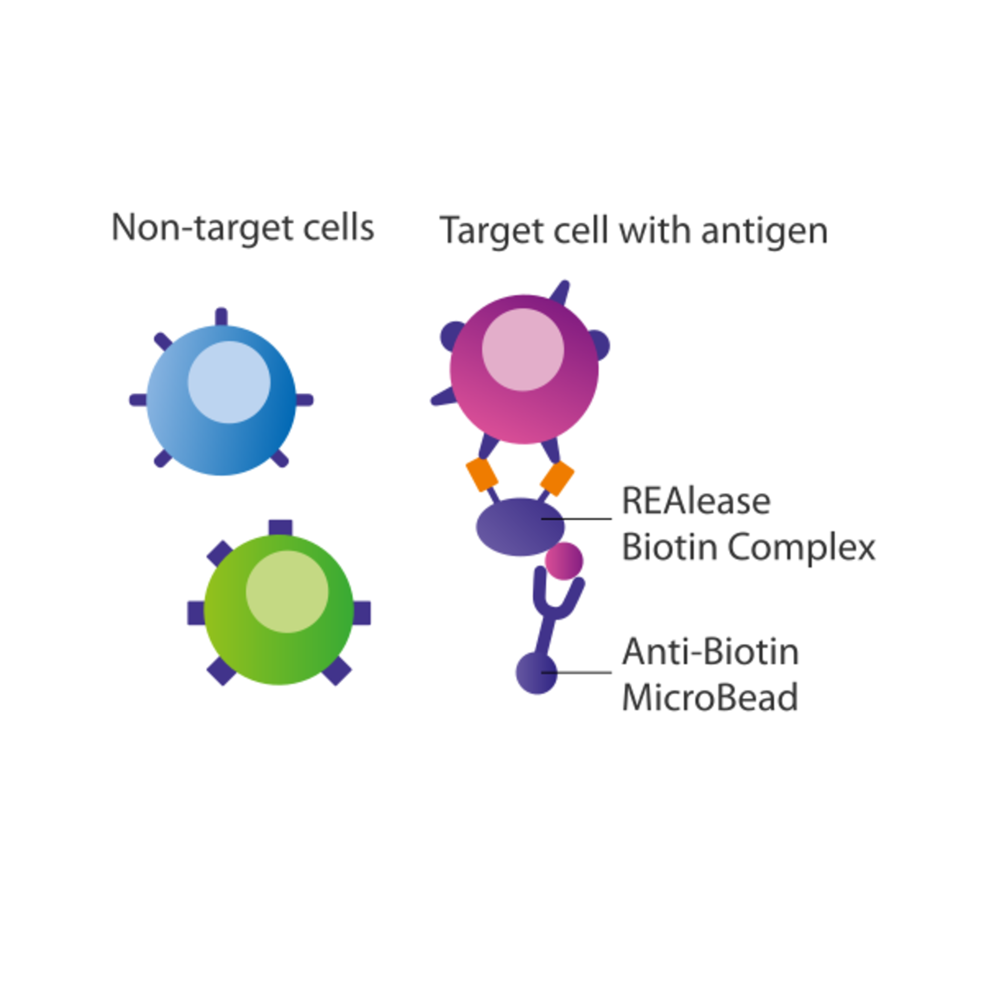 Cell separation strategies using MACS® Technology | Miltenyi Biotec ...