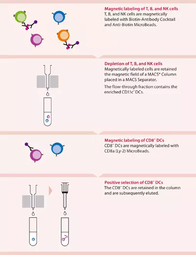 CD8+ Dendritic Cell Isolation Kit, mouse | Miltenyi Biotec | 日本