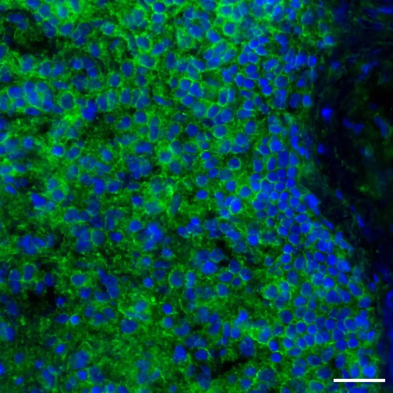CD55 (DAF) Antibody, anti-human, REAlease® | Miltenyi Biotec | USA