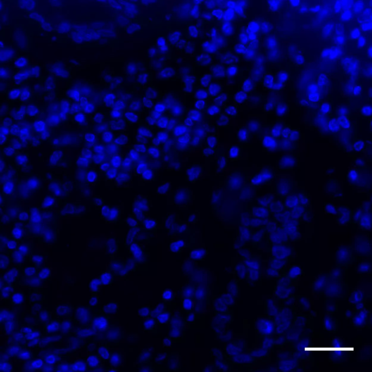 Mucin-5AC Antibody, anti-human, REAdye_lease™ | Miltenyi Biotec | 대한민국