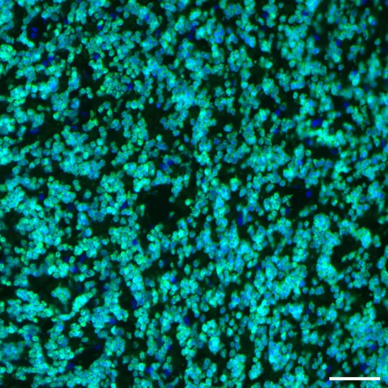 NeuN Antibody, anti-human/mouse/rat, REAfinity™ | Miltenyi Biotec | USA