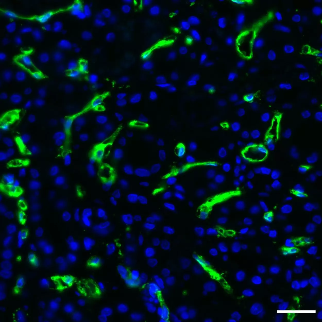 CD34 Antibody, anti-human, REAdye_lease™ | Miltenyi Biotec | USA