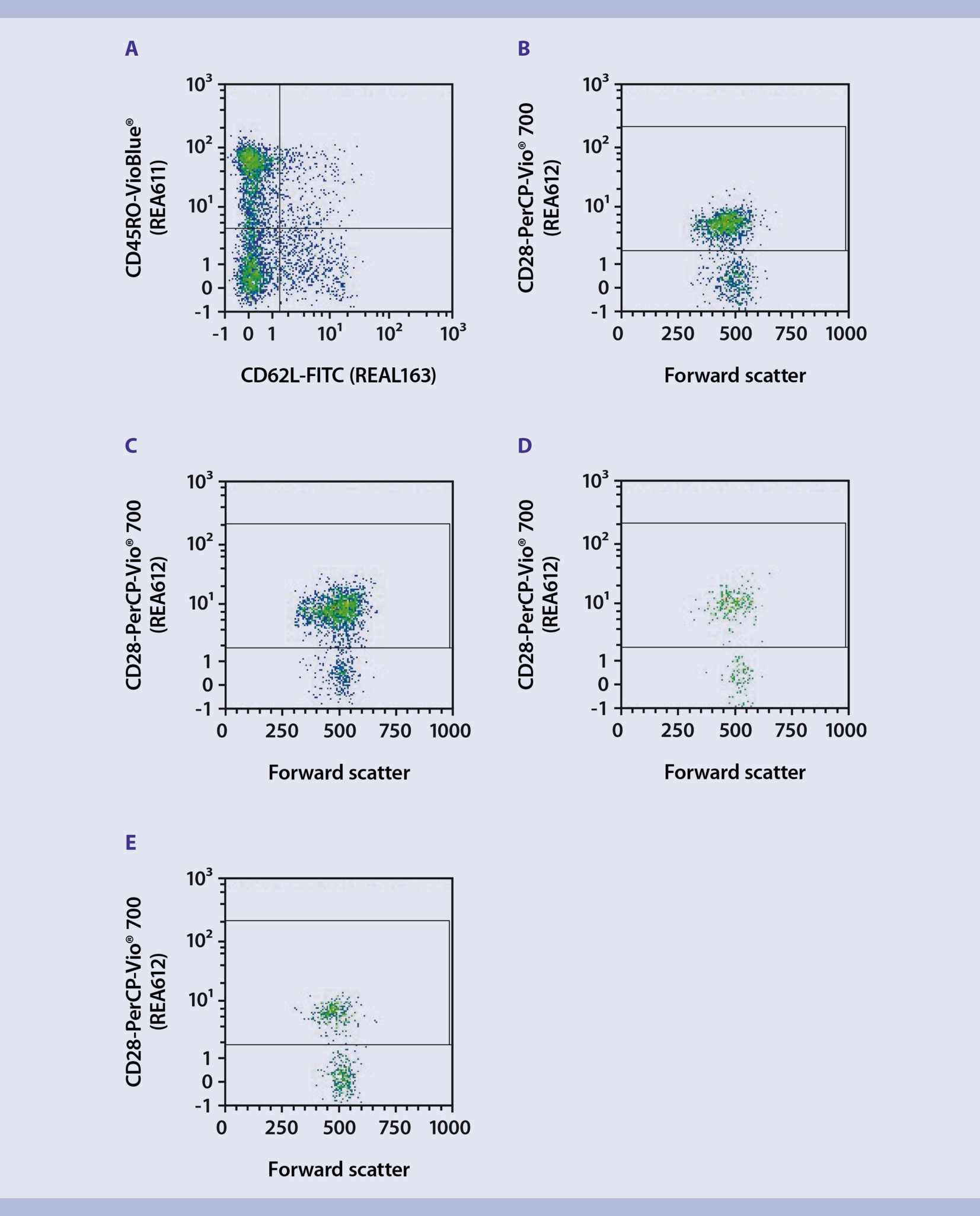 T cell maturation | MHC multimers | Protocol | Miltenyi Biotec | USA
