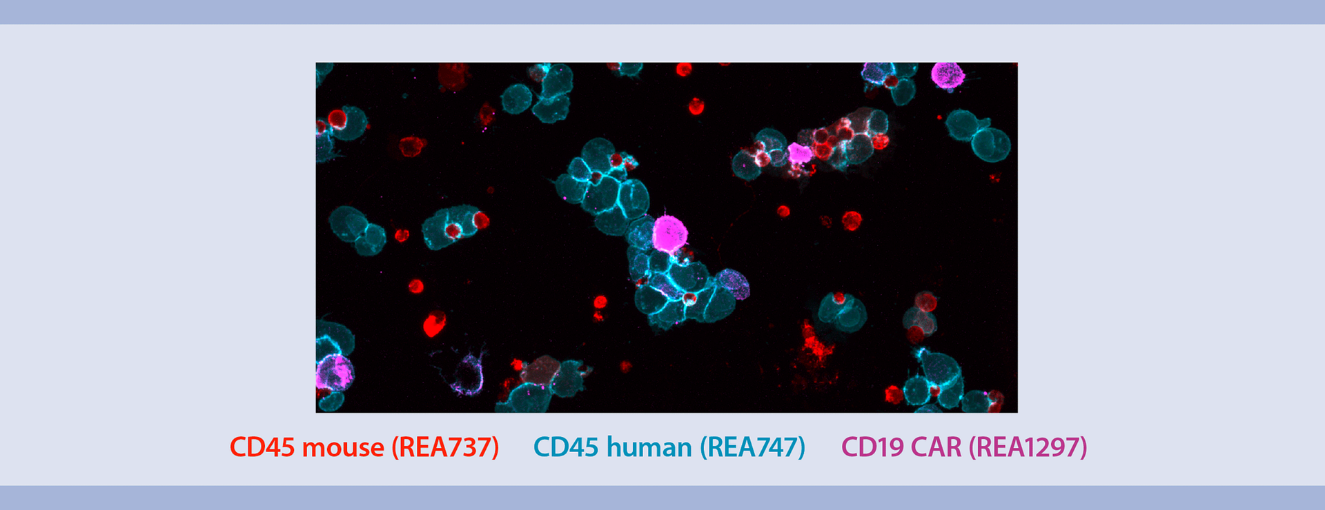 Chimeric antigen receptor car t cell therapy | solution for detection ...