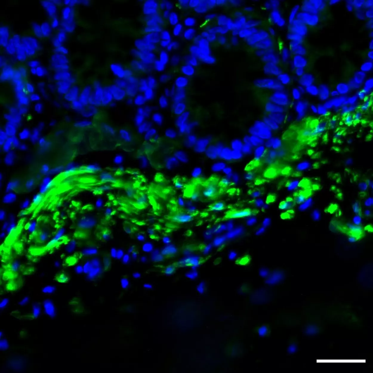 Desmin Antibody, anti-human, REAfinity™ | Miltenyi Biotec | USA