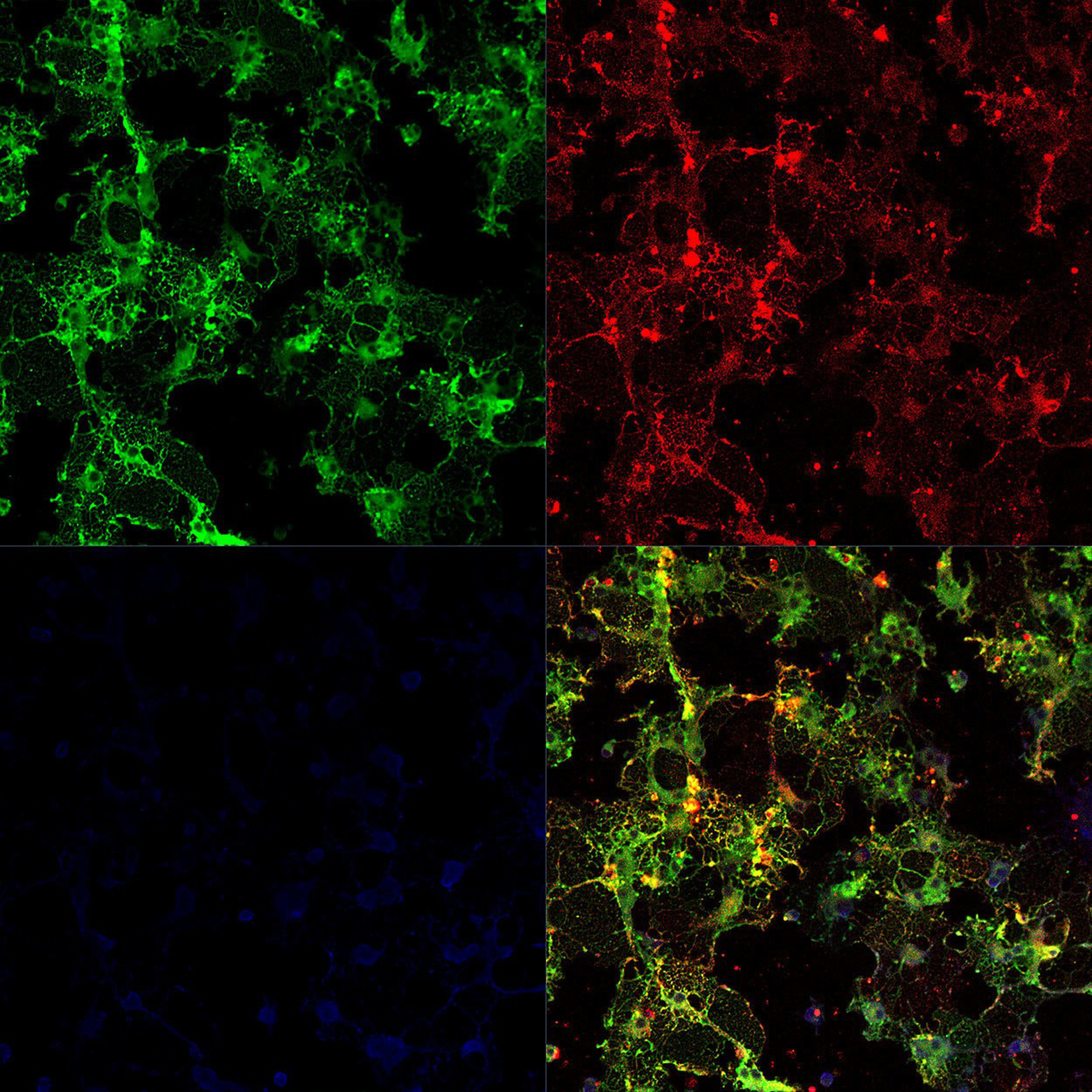 Neural cells (mouse) | Miltenyi Biotec | Australia
