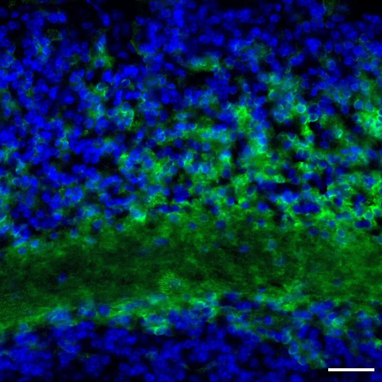 PLP Antibody, anti-human/mouse/rat, REAdye_lease™ | Miltenyi Biotec | USA