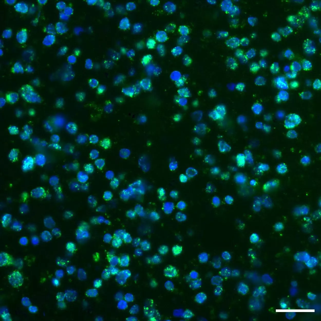 Ganglioside GD2 Antibody, anti-human, REAdye_lease™ | Miltenyi Biotec ...