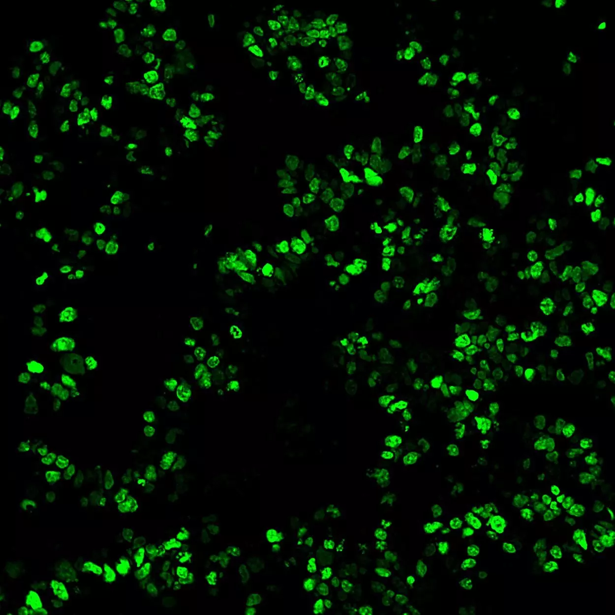 Ki-67 Antibody, anti-human/mouse, REAfinity™ | Miltenyi Biotec | USA