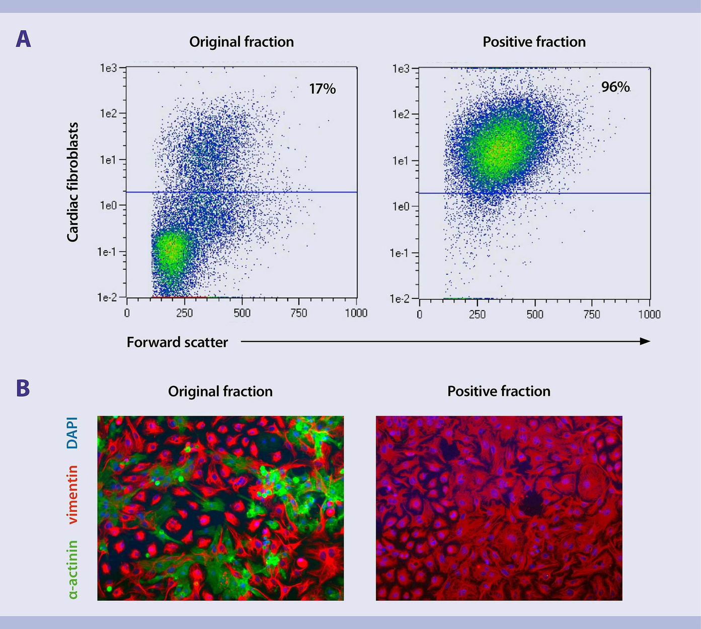 Rapid heart dissociation and purification of heart cells for cardiac ...