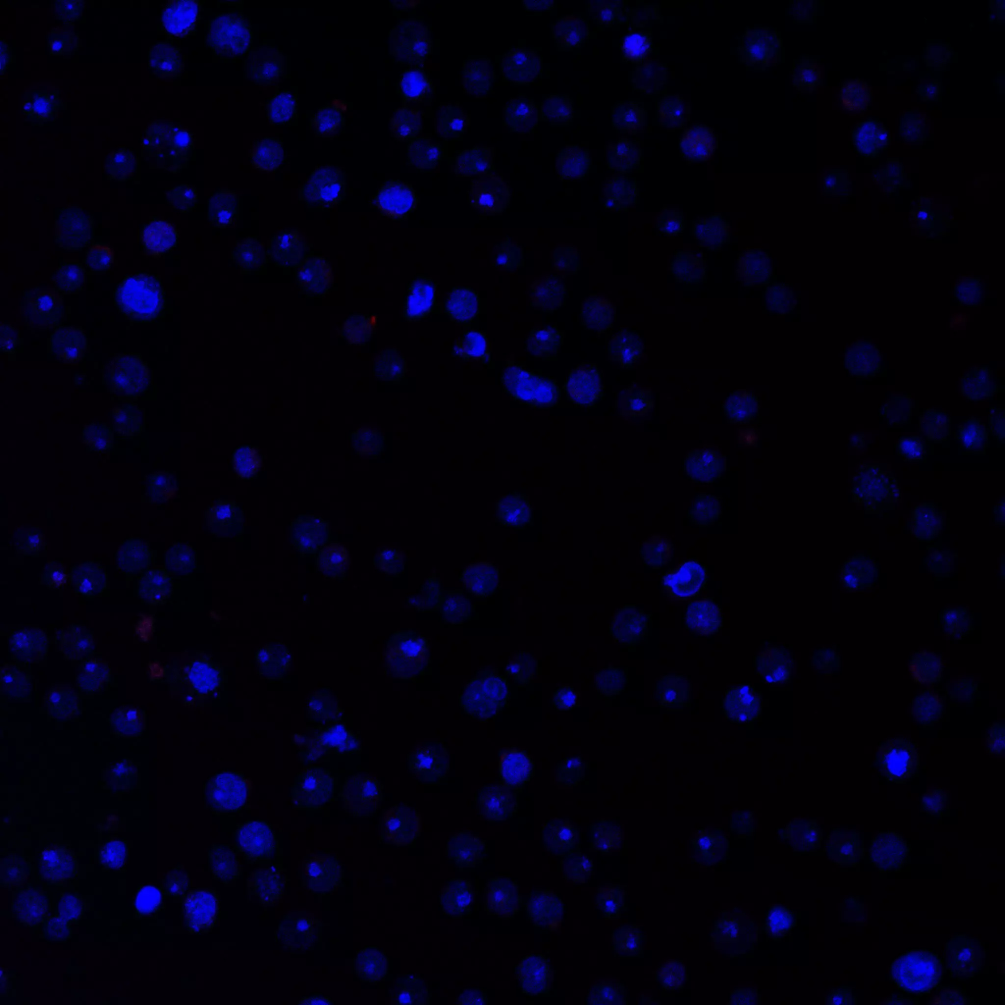 CD55 (DAF) Antibody, anti-human, REAfinity™ | Miltenyi Biotec | USA