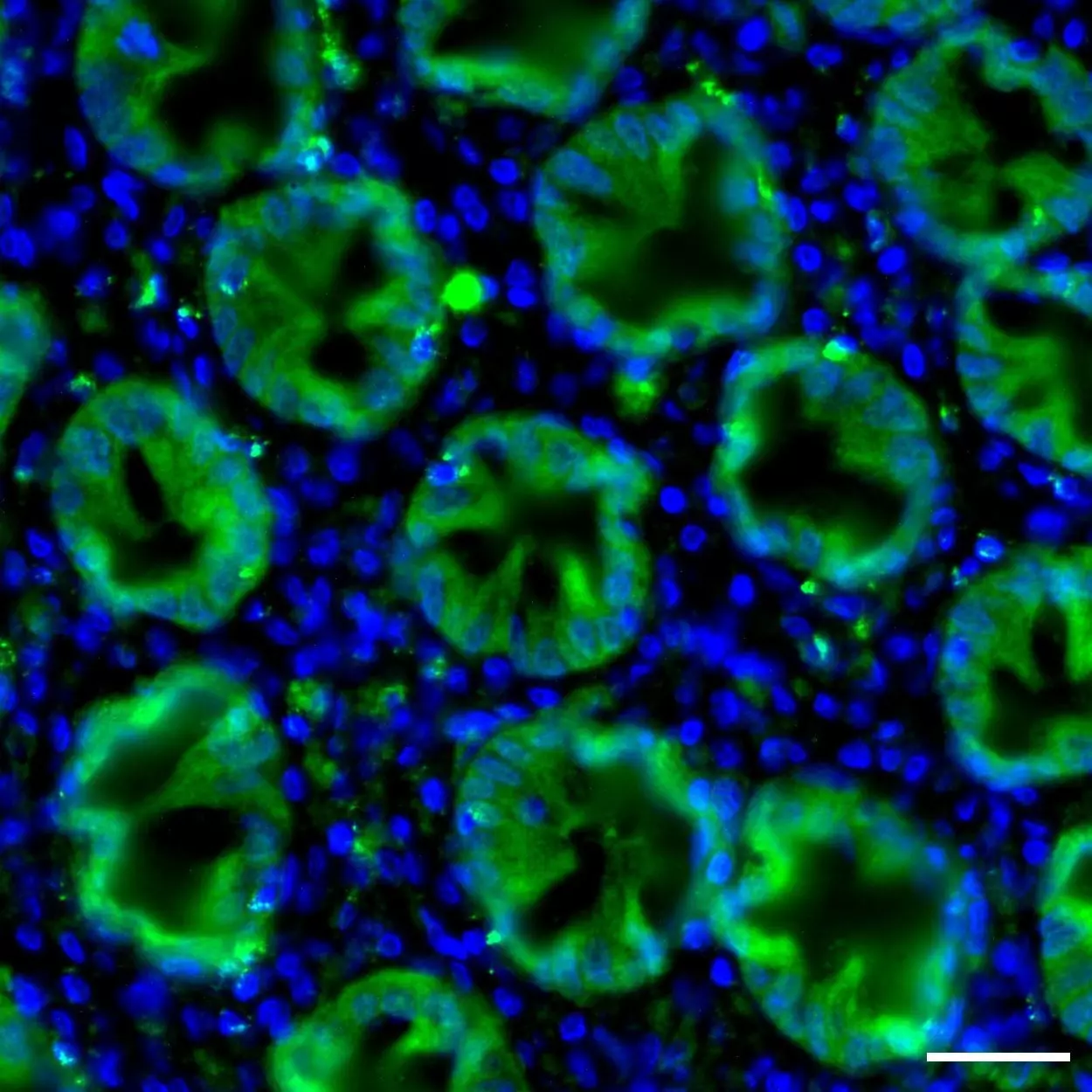Bcl-10 Antibody, anti-human, REAfinity™ | Miltenyi Biotec | Great Britain