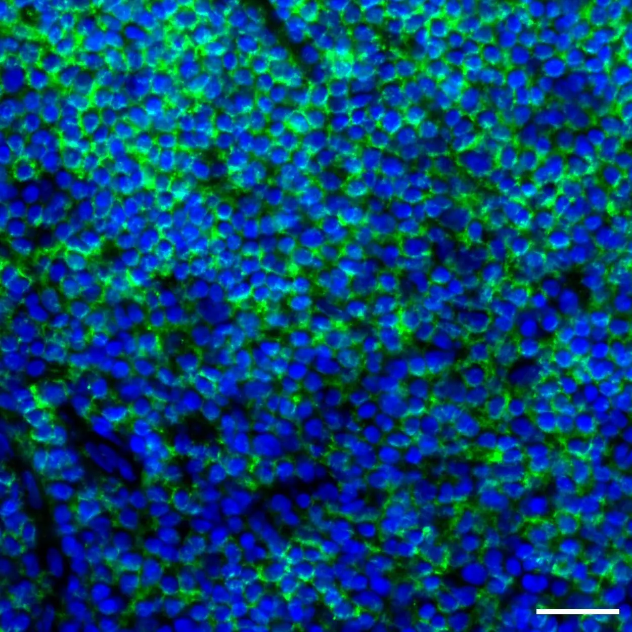 CD19 Antibody, anti-human, REAfinity™ | Miltenyi Biotec | USA