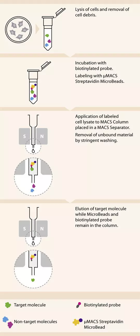µMACS™ and MultiMACS™ Streptavidin Kits | Miltenyi Biotec | España