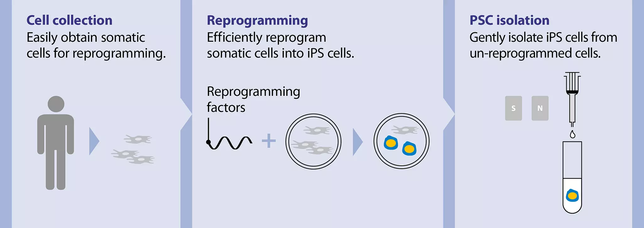 Embryonic & Induced Pluripotent Stem Cell Media for Research | Miltenyi ...