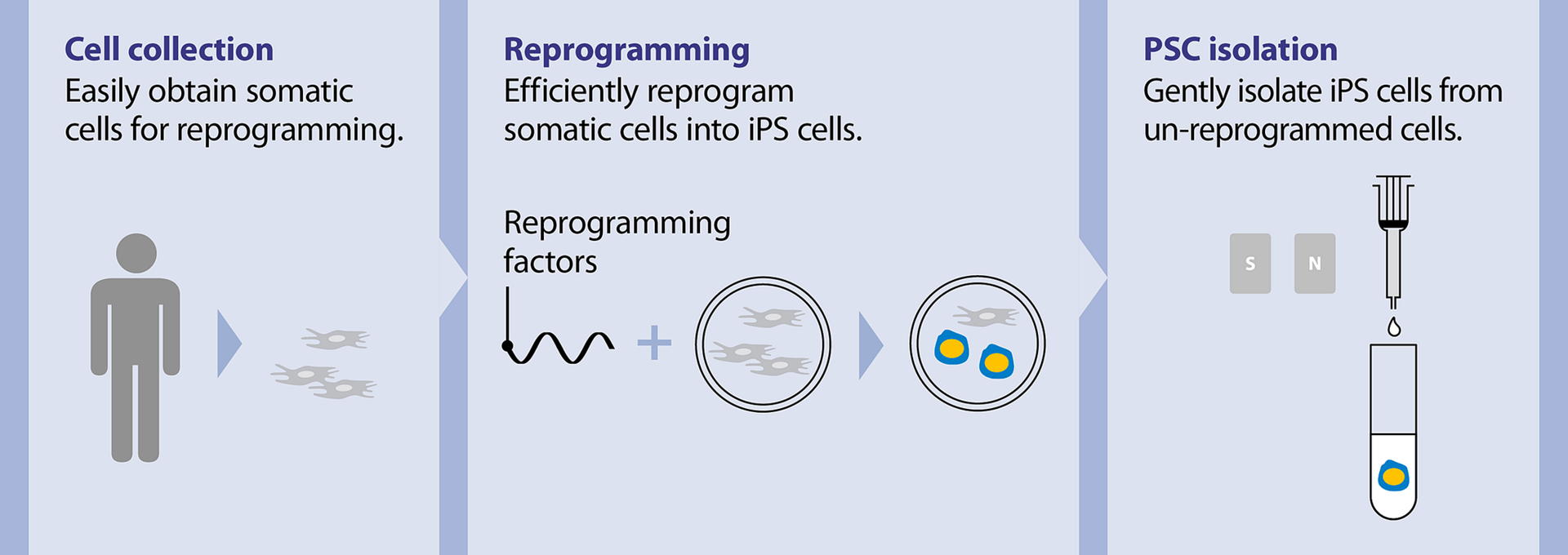 Induced Pluripotent & Embryonic Stem cell research media | Miltenyi ...